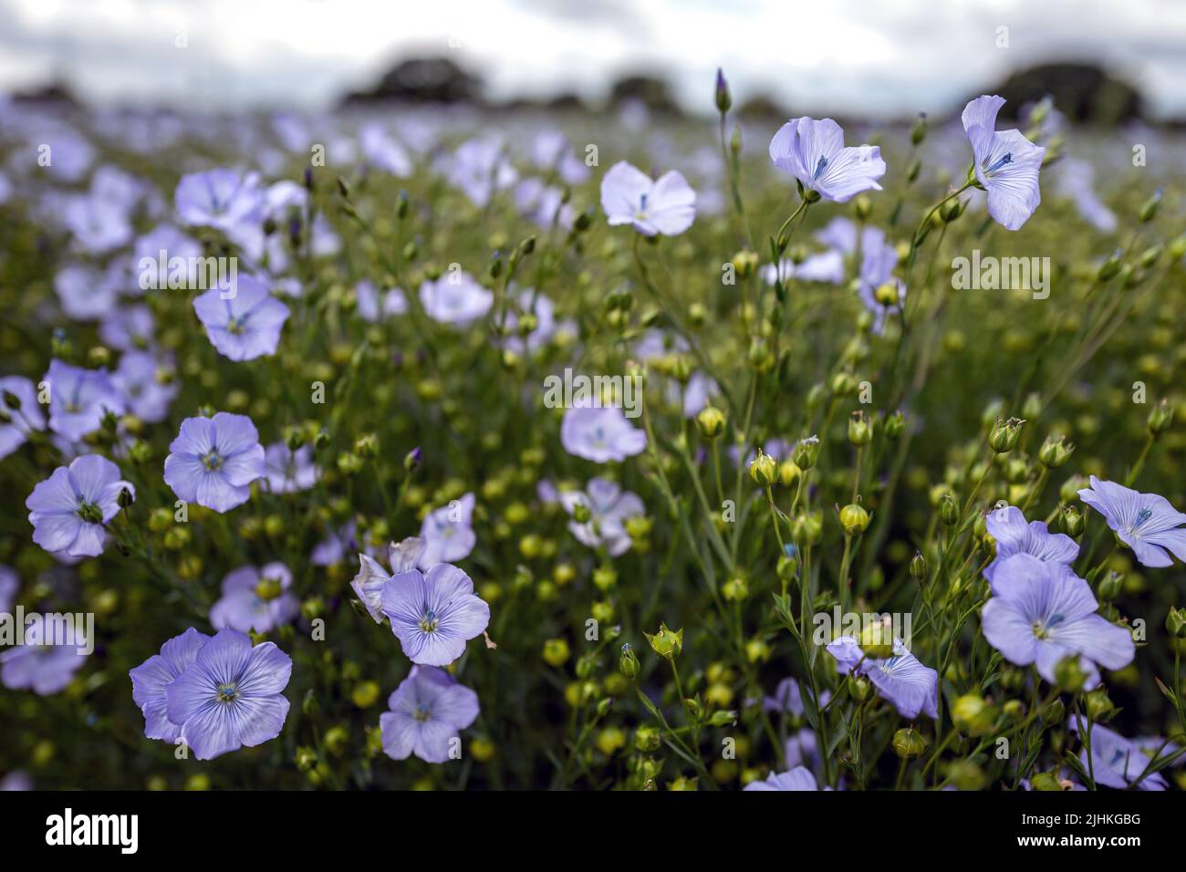Blue linseed hi-res stock photography and images - Alamy