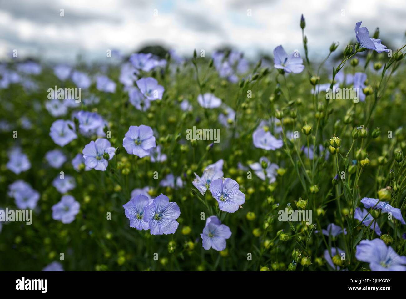Blue linseed hi-res stock photography and images - Alamy