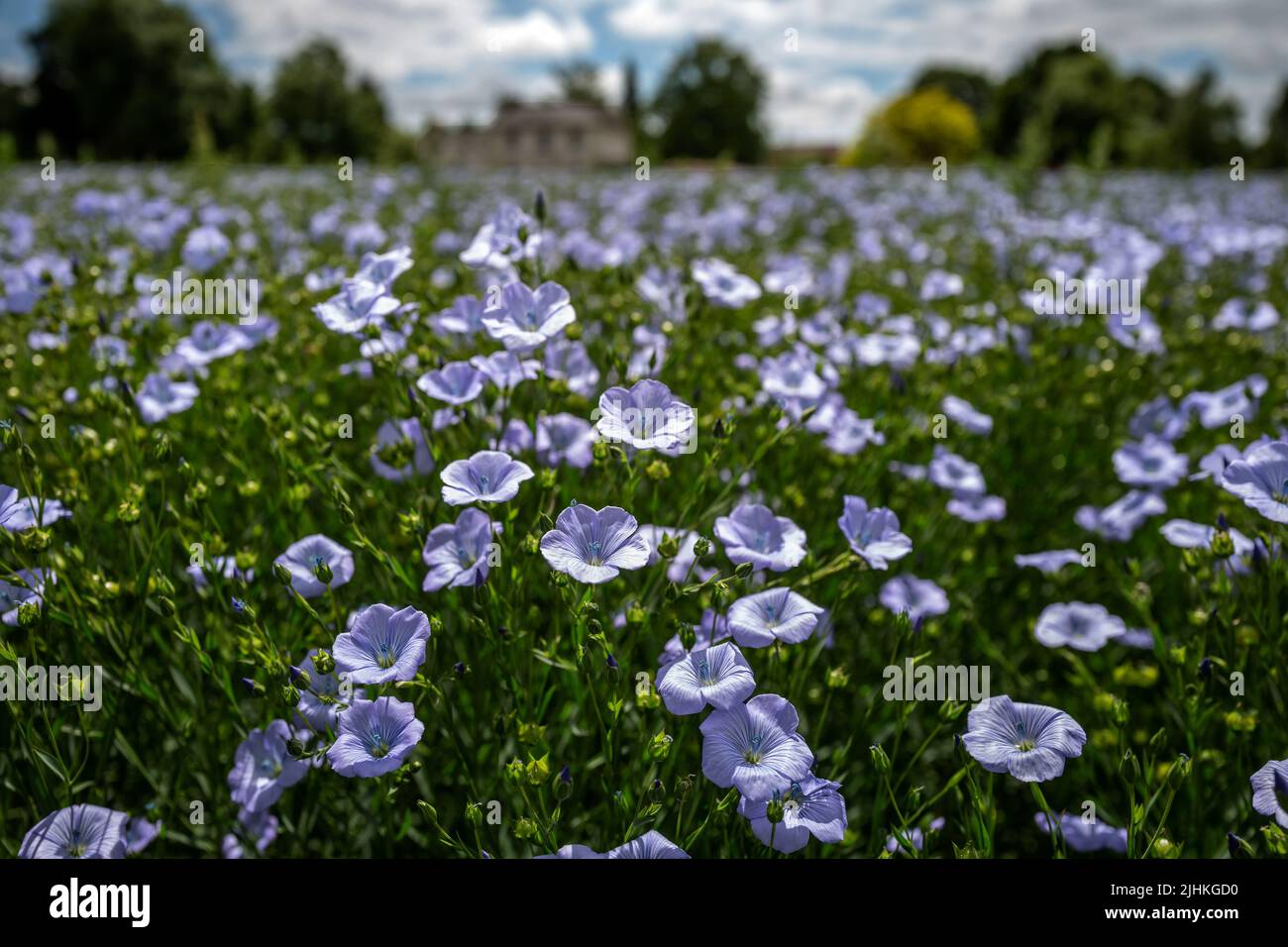 Blue linseed hi-res stock photography and images - Alamy