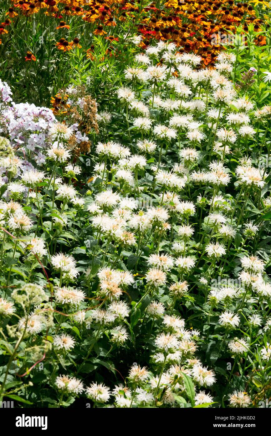 Hardy border perennials colorful edging attractive borders hi-res stock ...