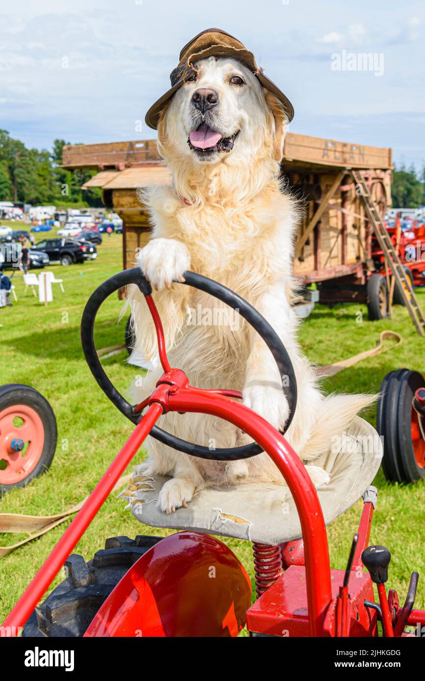 A golden retriever wearing a hat pretends to drive a vintage Massey ...