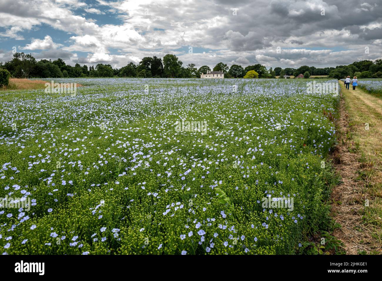 Blue linseed hi-res stock photography and images - Alamy