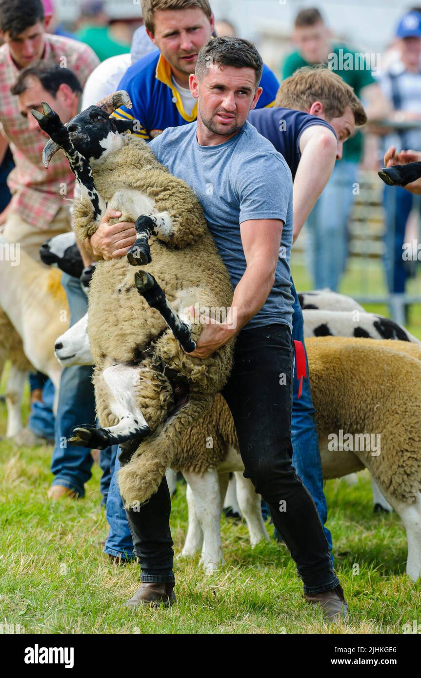 A man carries a sheep at an agricultural show Stock Photo - Alamy