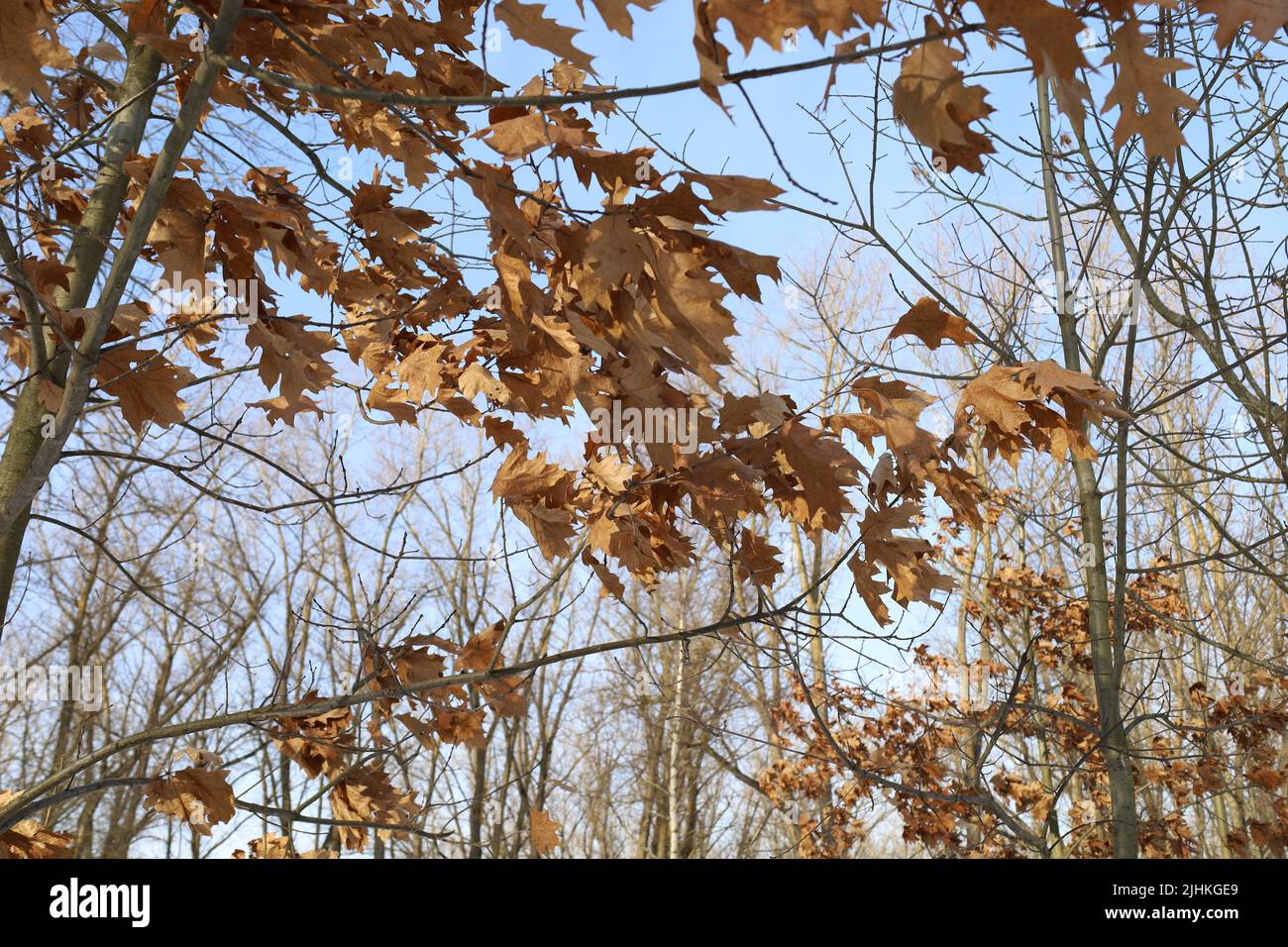 Autumn oak detail hi-res stock photography and images - Alamy