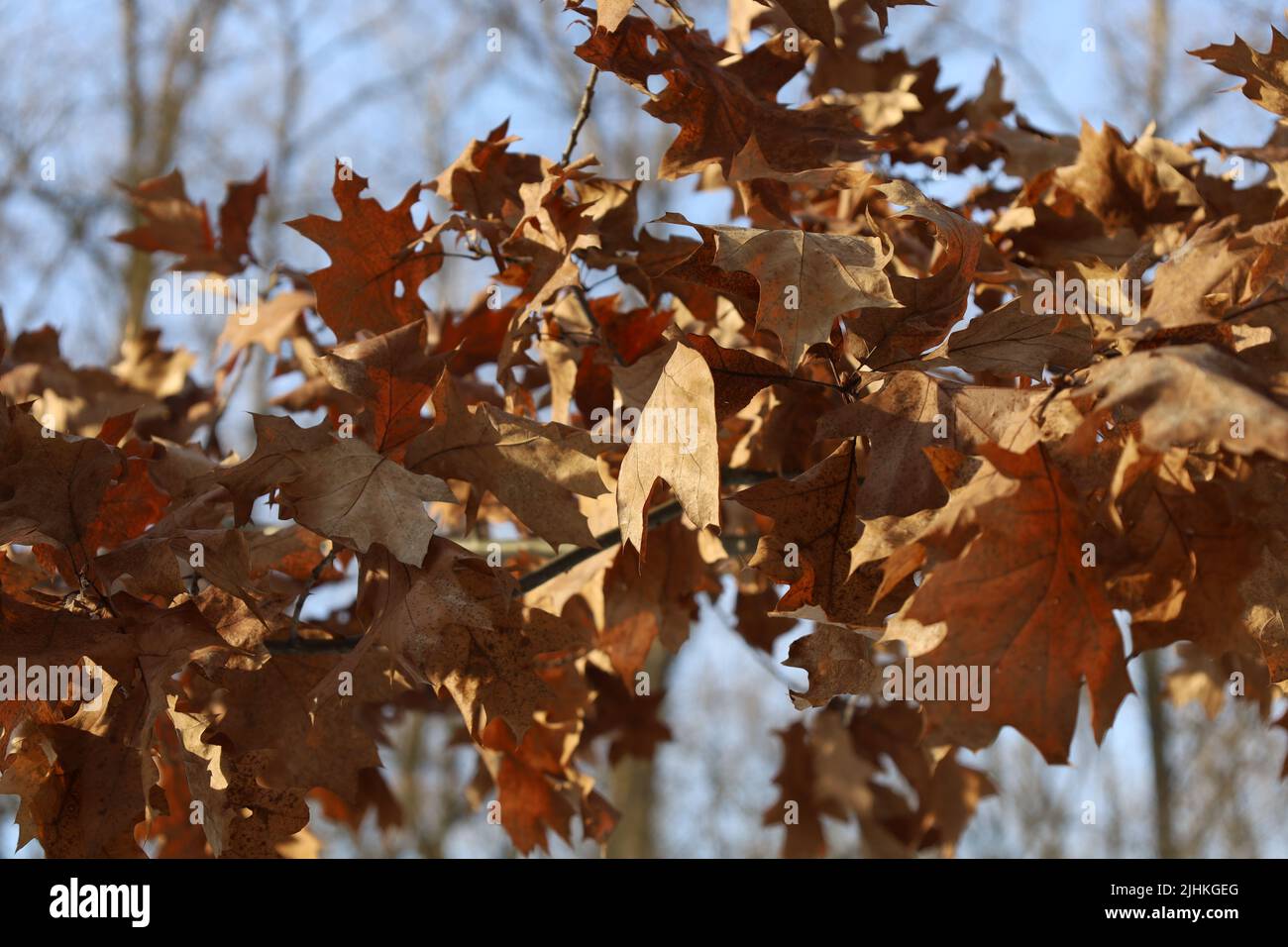 Dry oak leaves hi-res stock photography and images - Alamy