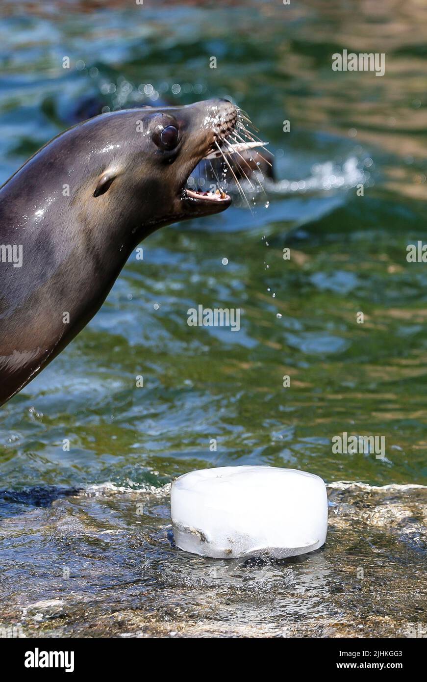 Extra seal hi-res stock photography and images - Alamy