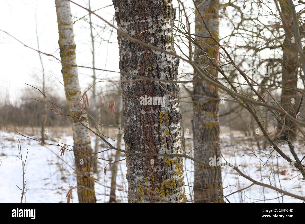 Aspen wood texture hi-res stock photography and images - Alamy