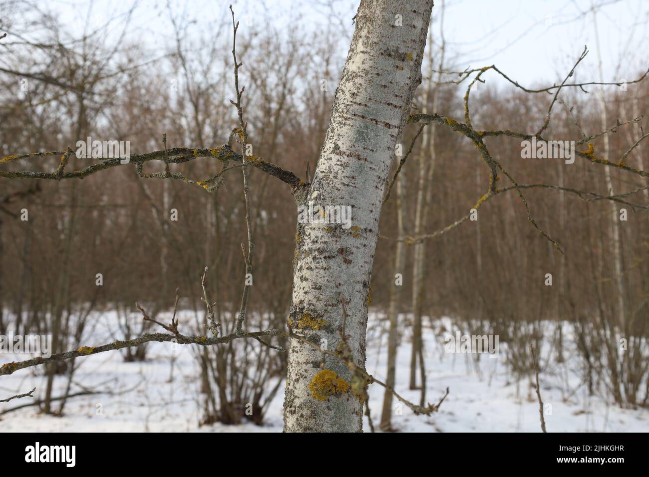 Aspen wood texture hi-res stock photography and images - Alamy