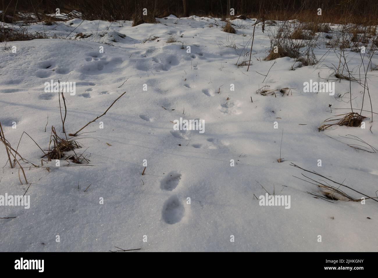 Shiny animals hi-res stock photography and images - Alamy