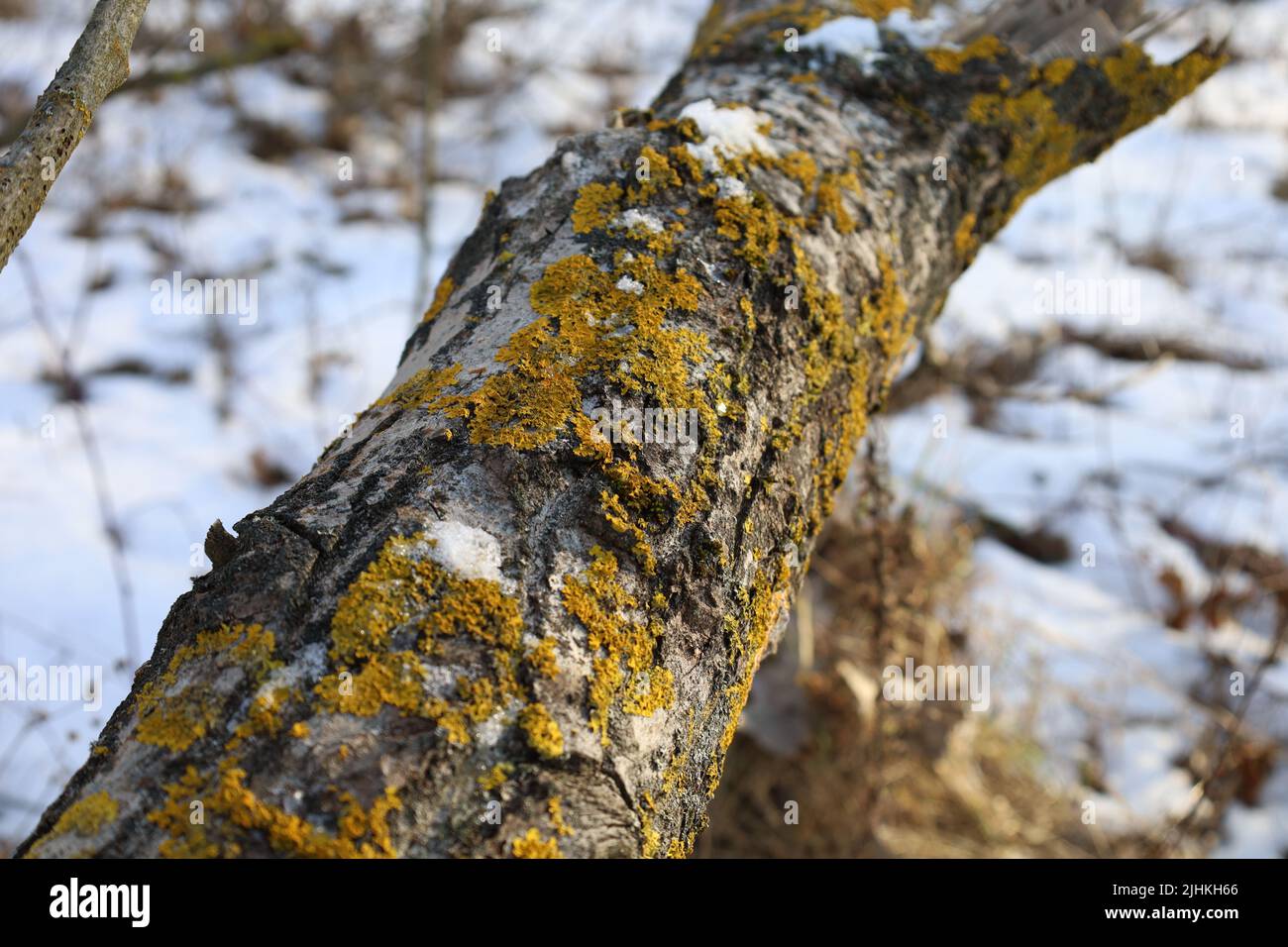 Dying wild forest in winter, sunny day Stock Photo - Alamy