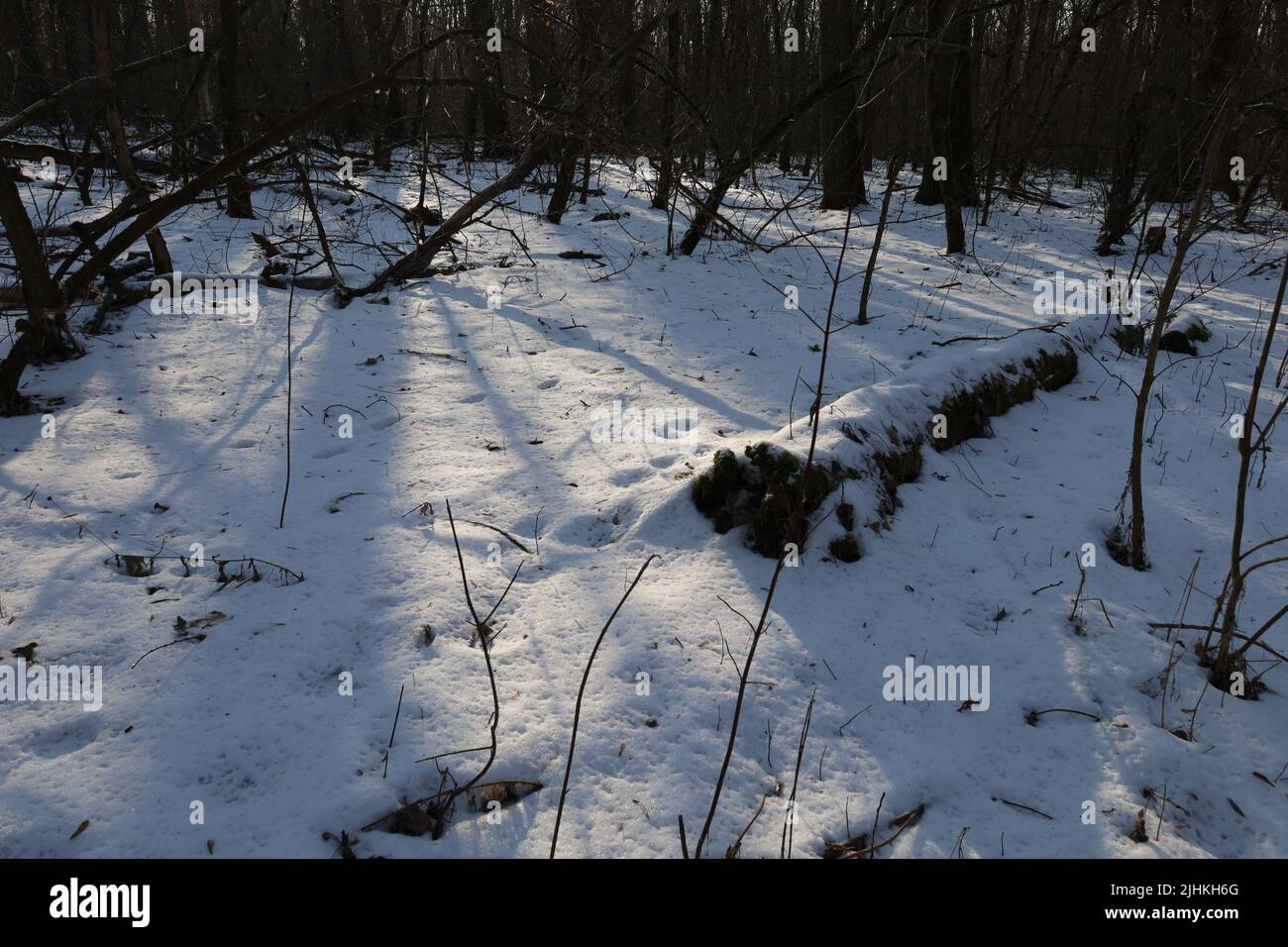 Dying wild forest in winter, sunny day Stock Photo - Alamy