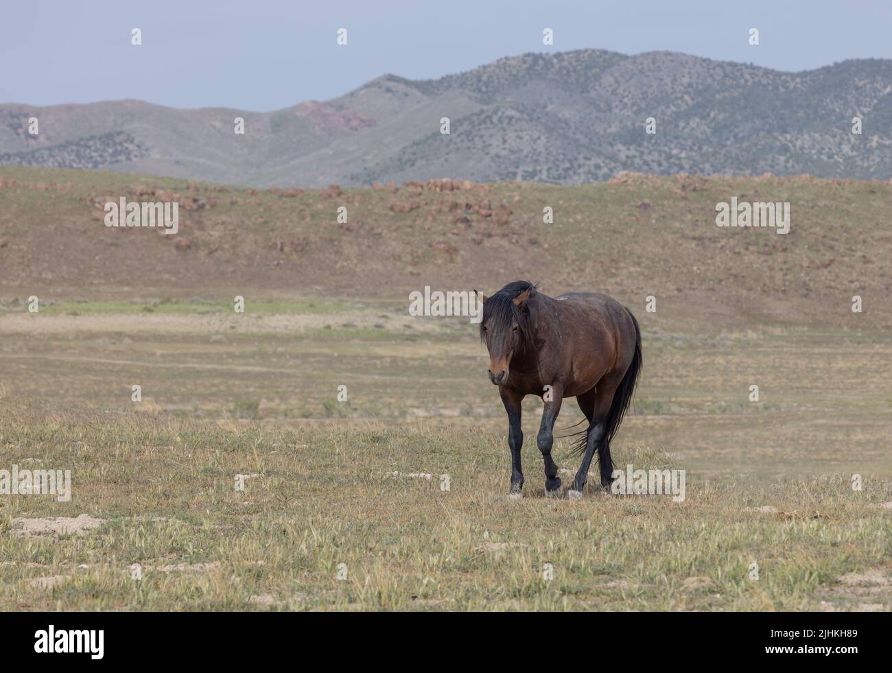 Wild Horse in the Utah Desert in Springtime Stock Photo - Alamy