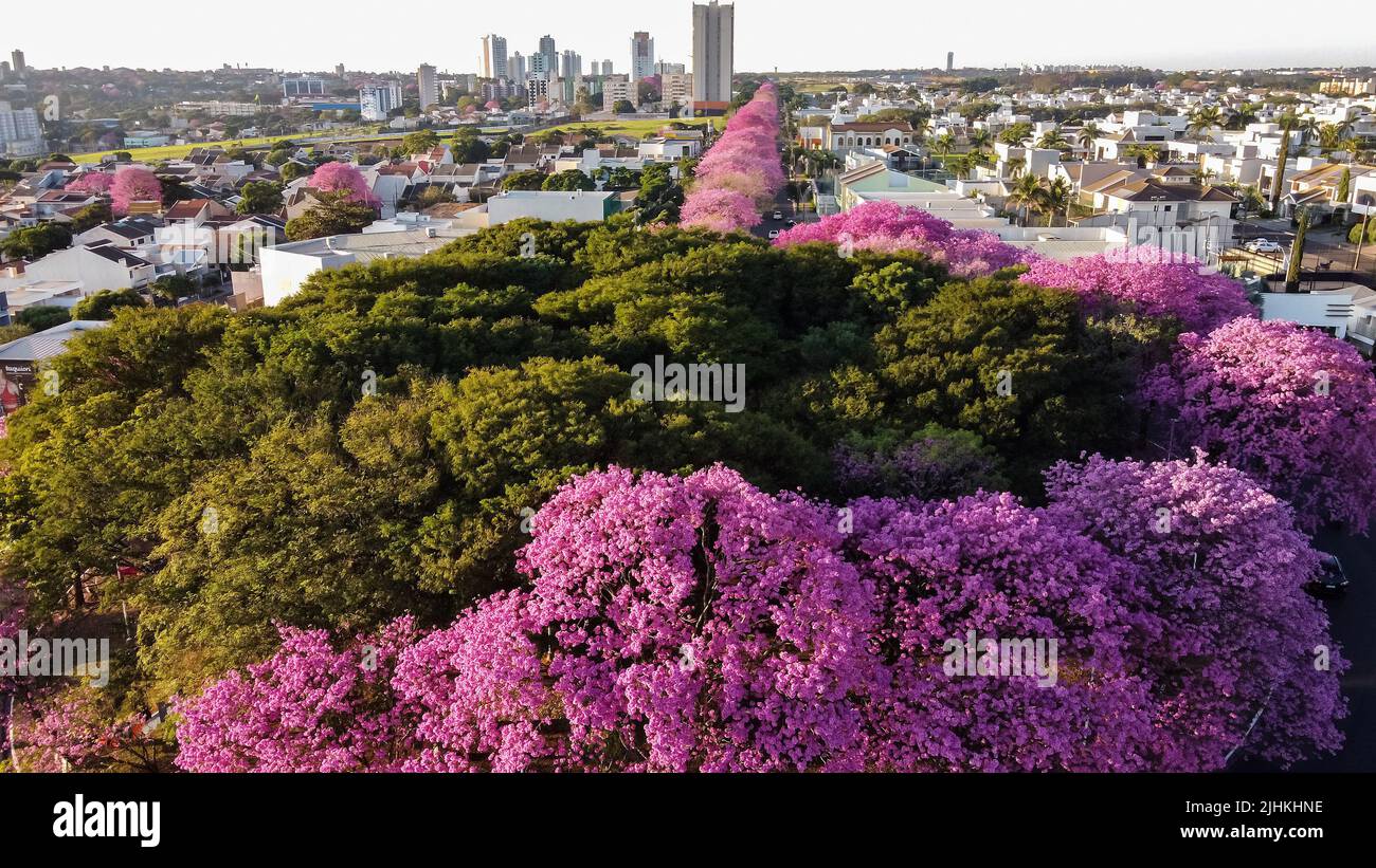 Aerial view of the Ipê Purple Flower on Av. Architect Nildo Ribeiro da ...