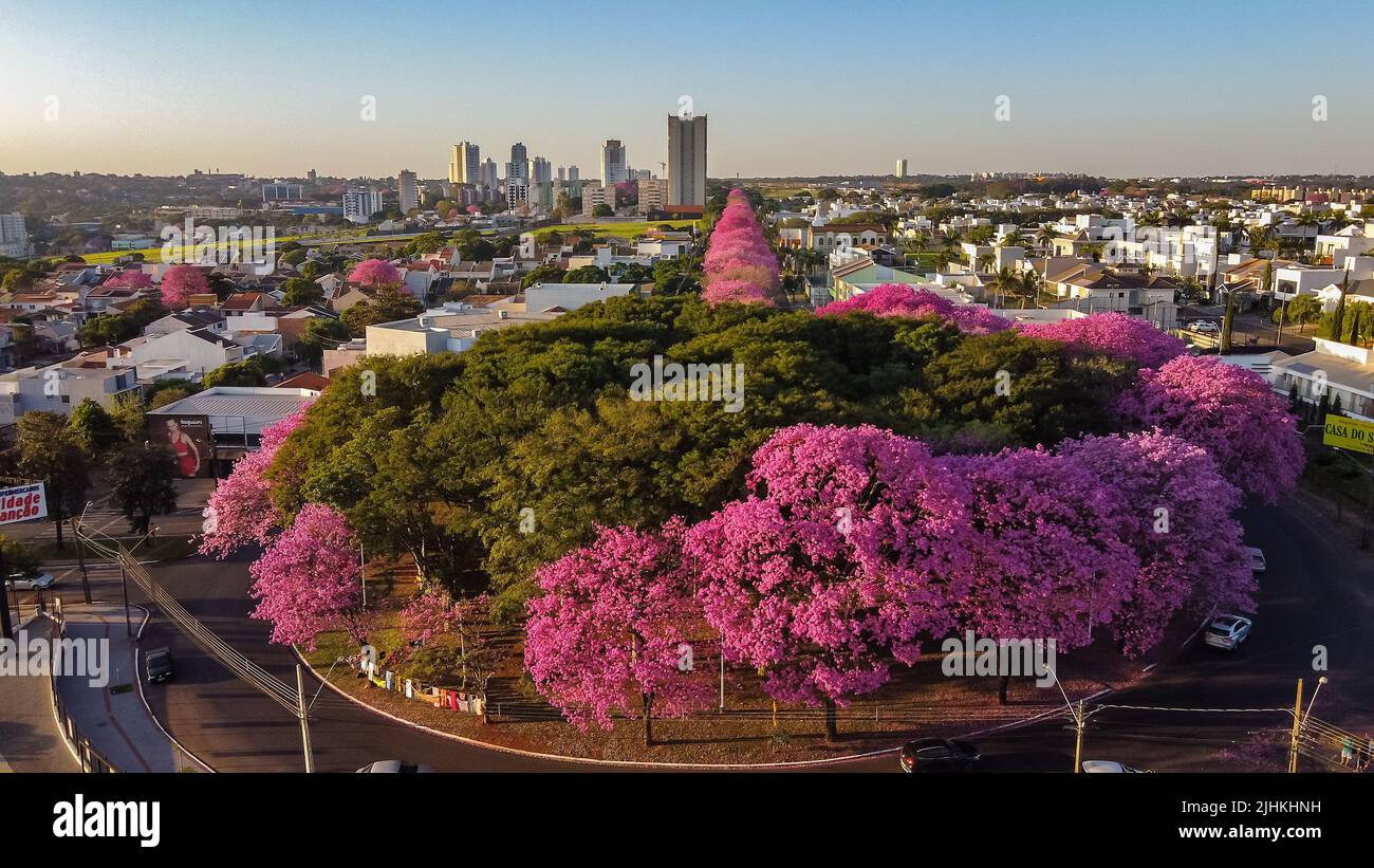 Aerial view of the Ipê Purple Flower on Av. Architect Nildo Ribeiro da Rocha in Maringá, PR ...
