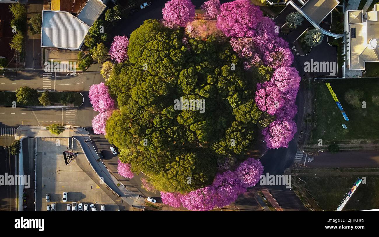 Aerial view of the Ipê Purple Flower on Av. Architect Nildo Ribeiro da ...