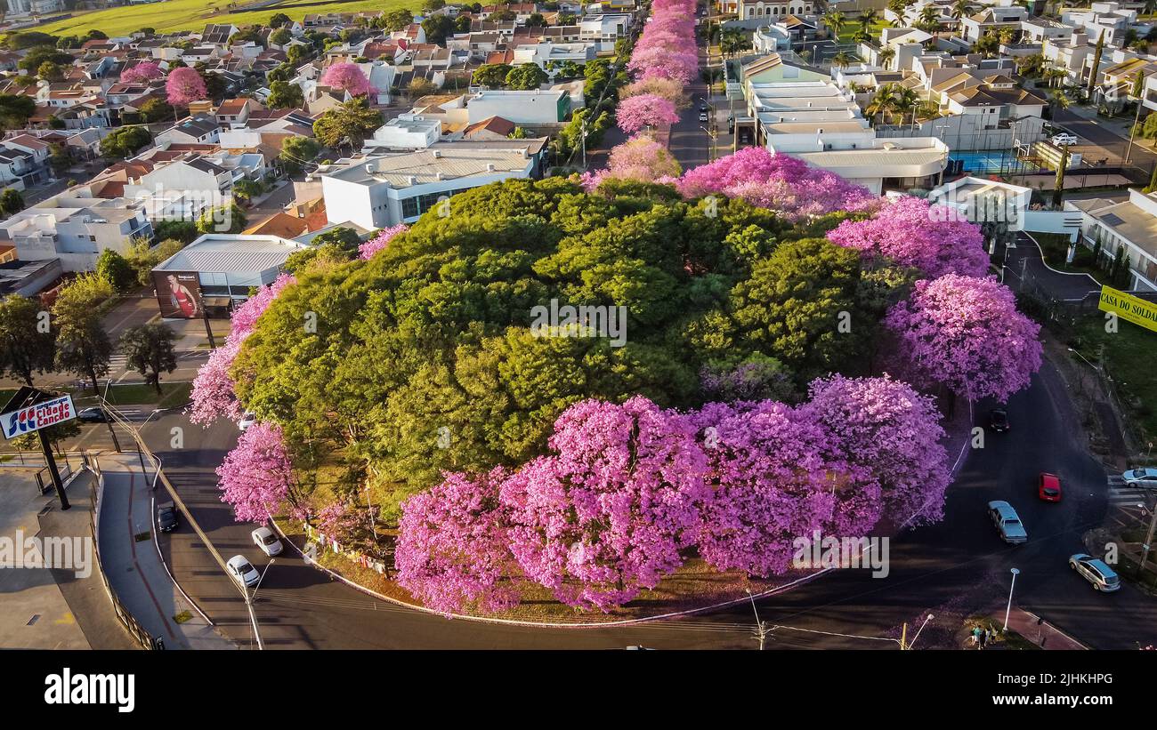 Aerial view of the Ipê Purple Flower on Av. Architect Nildo Ribeiro da ...