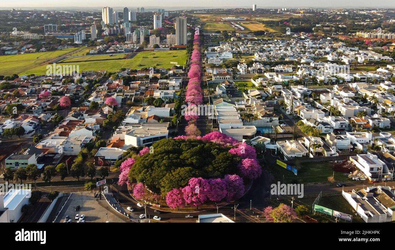 Aerial view of the Ipê Purple Flower on Av. Architect Nildo Ribeiro da ...