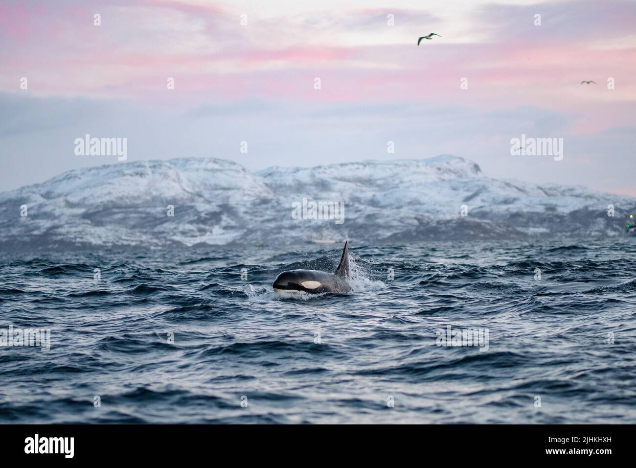 Male orca with pink sky Stock Photo - Alamy
