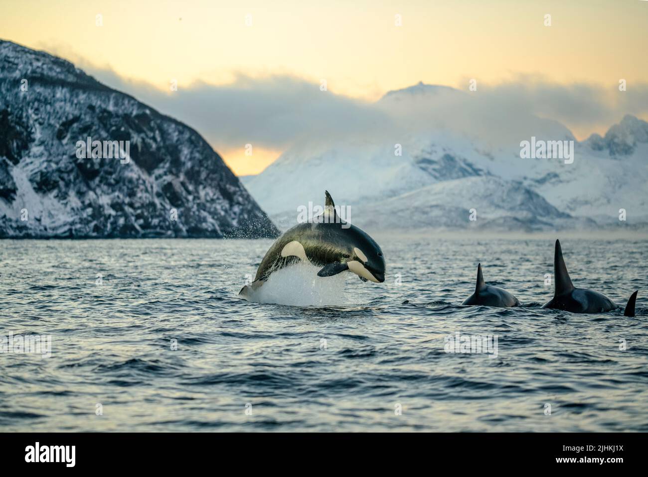 Killer whale jump circle hi-res stock photography and images - Alamy