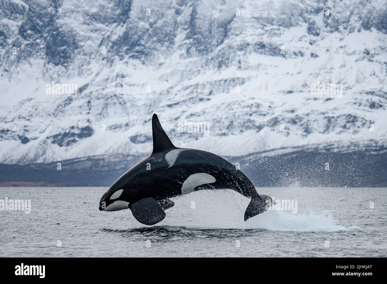 Male orca jumping mountain background Stock Photo - Alamy