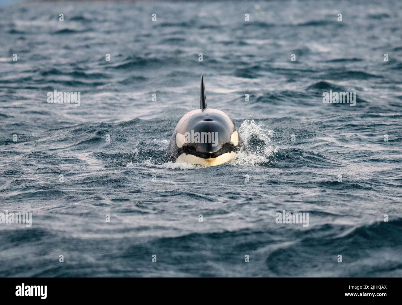 Orca whales norway hi-res stock photography and images - Alamy