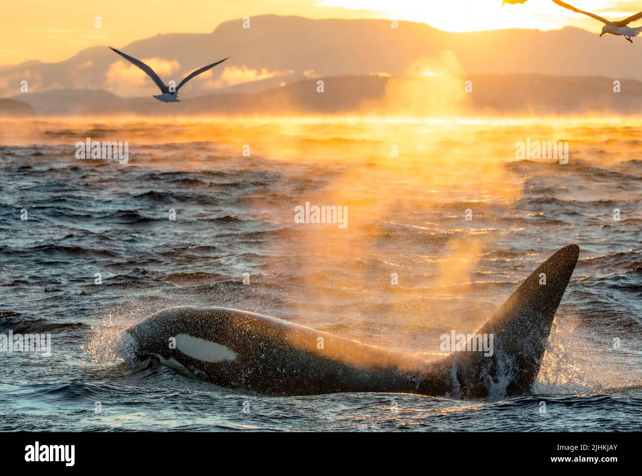 Killer whale jump circle hi-res stock photography and images - Alamy