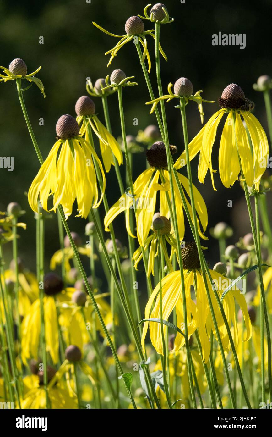 Pinnate Prairie Coneflower, Ratibida pinnata, Tall garden plant Stock ...