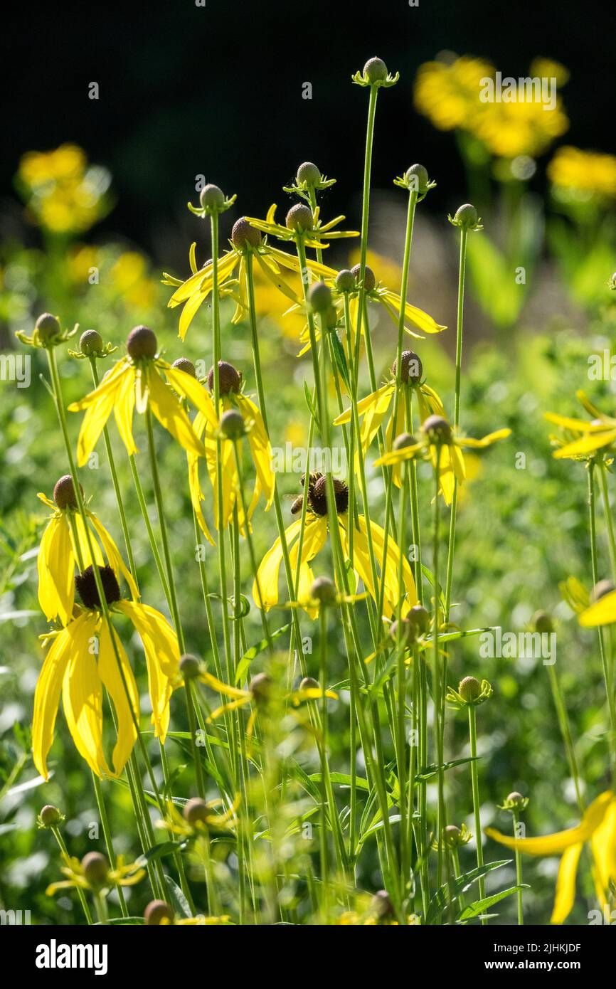Yellow Prairie Coneflower, Ratibida pinnata Stock Photo - Alamy