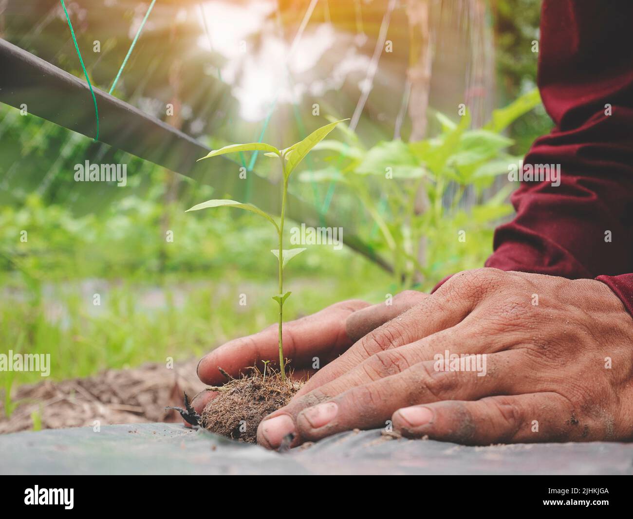 Closeup of hand male farmer holds a tree seedling in his hand to plant ...