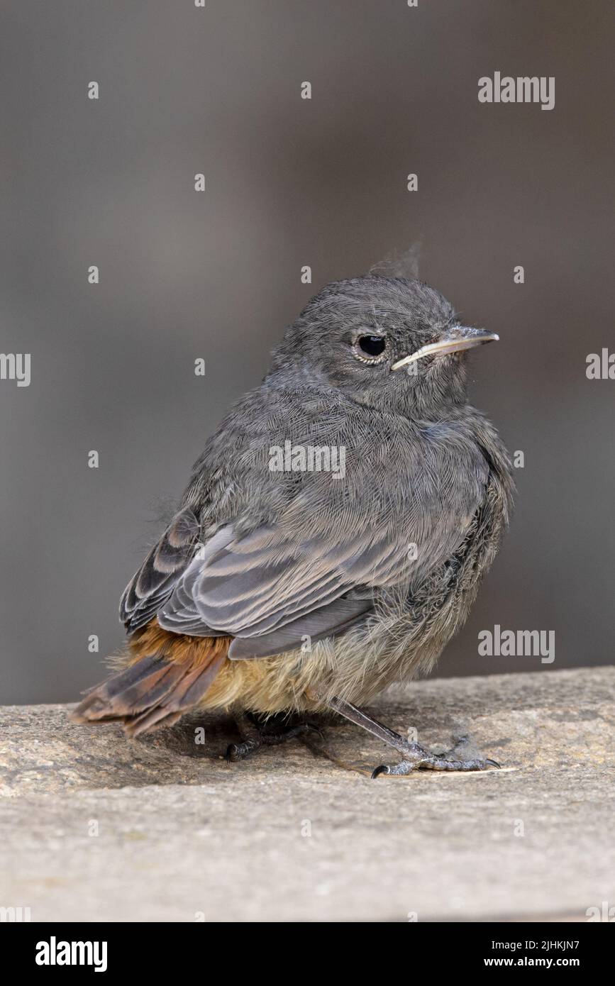 Baby bird just left nest hi-res stock photography and images - Alamy