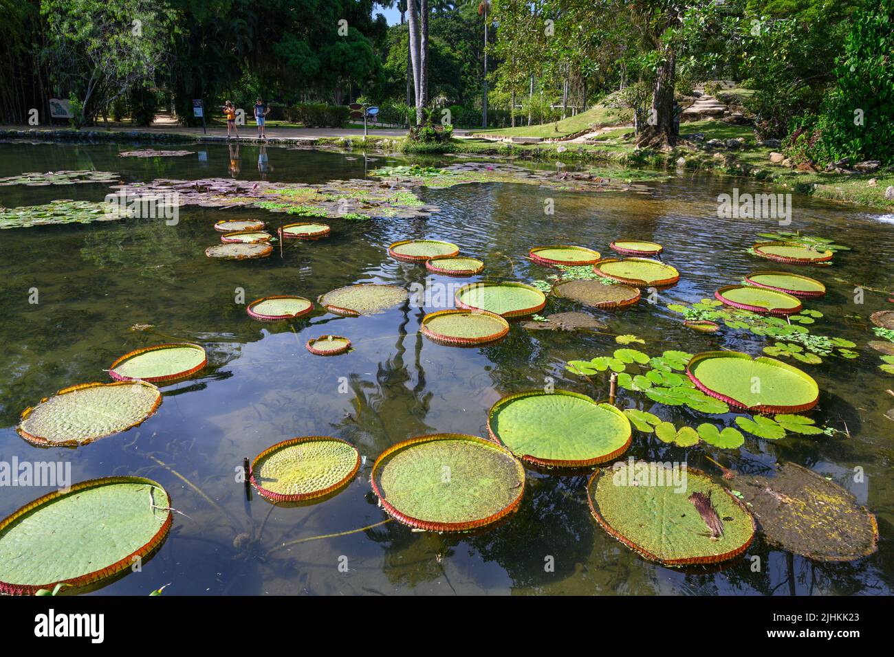 Water lilies in Lago Frei Leandro, Jardim Botânico do Rio de Janeiro ...