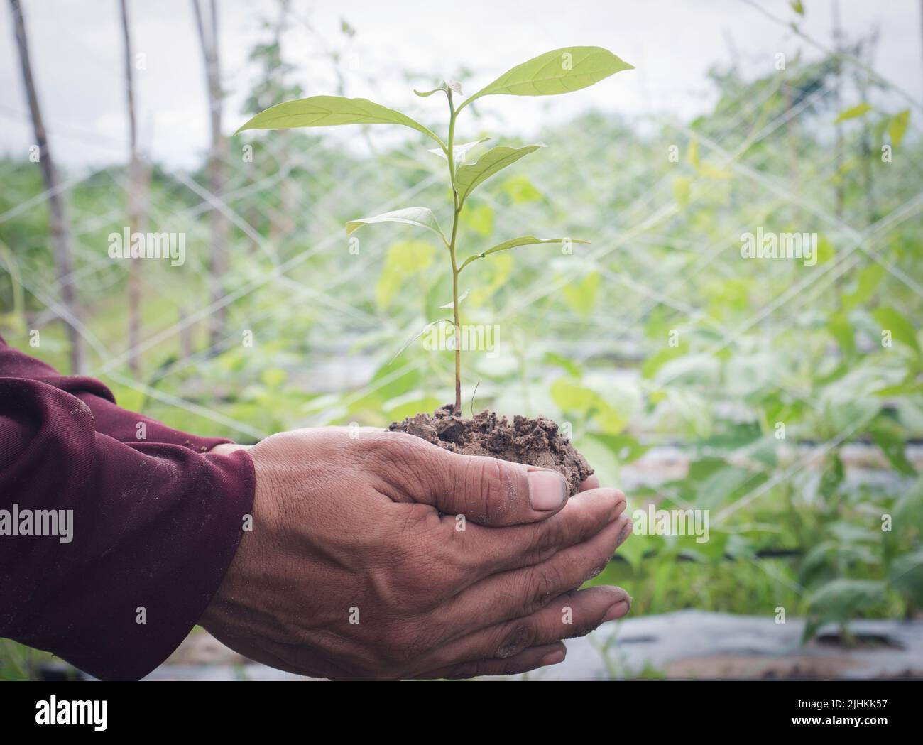 A male farmer holds a tree seedling in his hand to plant in the ...