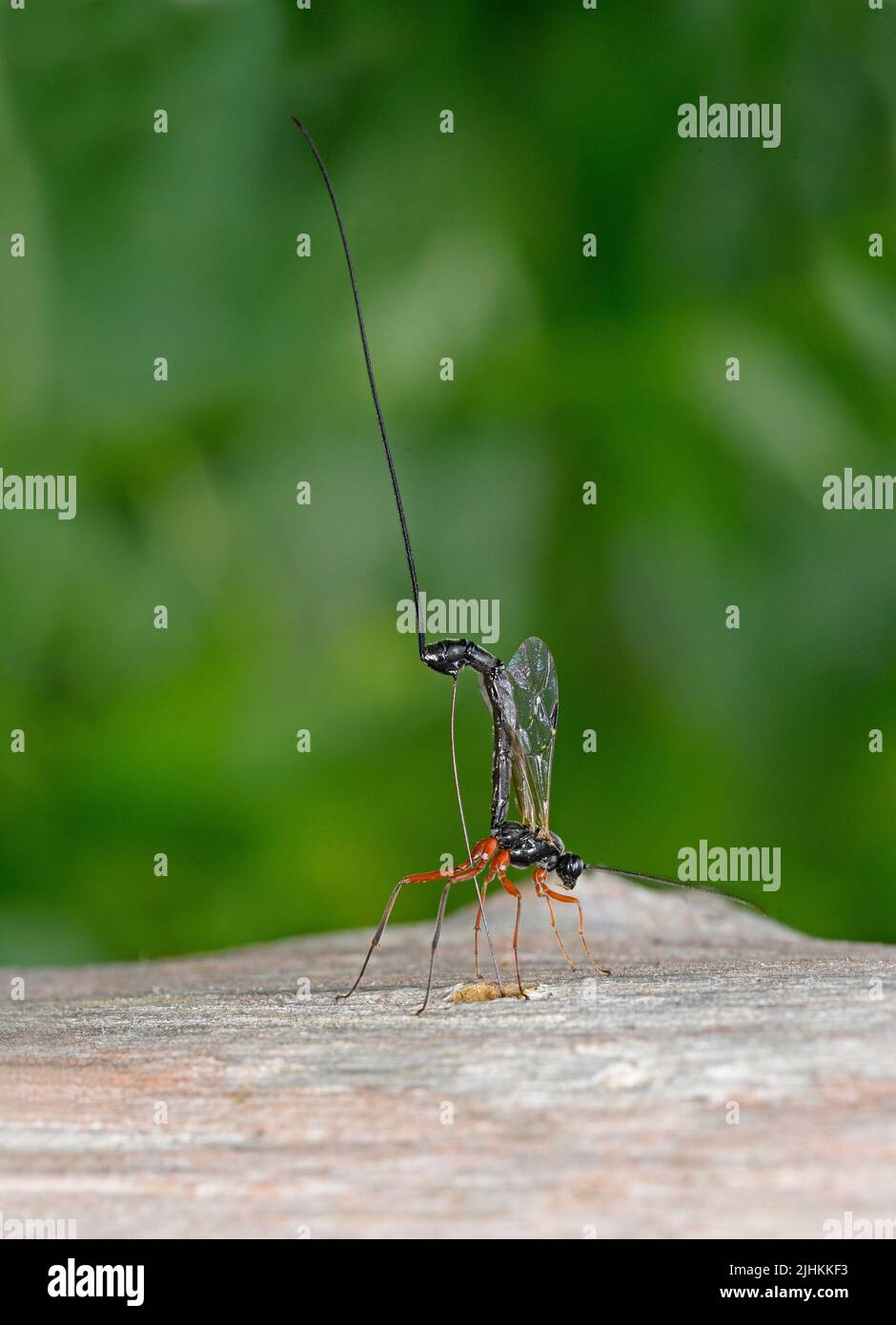 Ichneumon Wasp (Dolichomitus species) laying eggs in wood, Norfolk ...