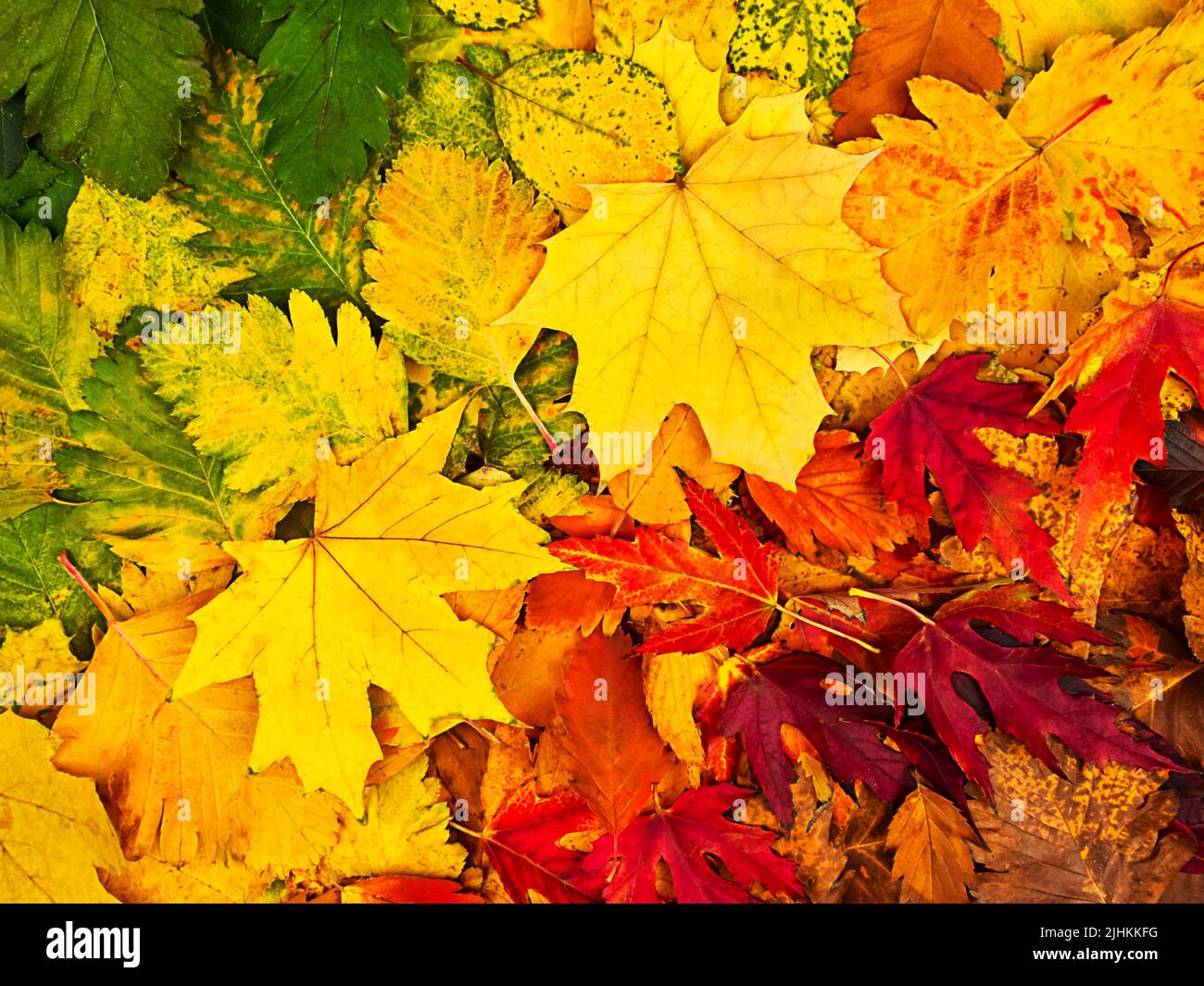Colorful autumn leaves. View from above. Autumn background. The basis ...
