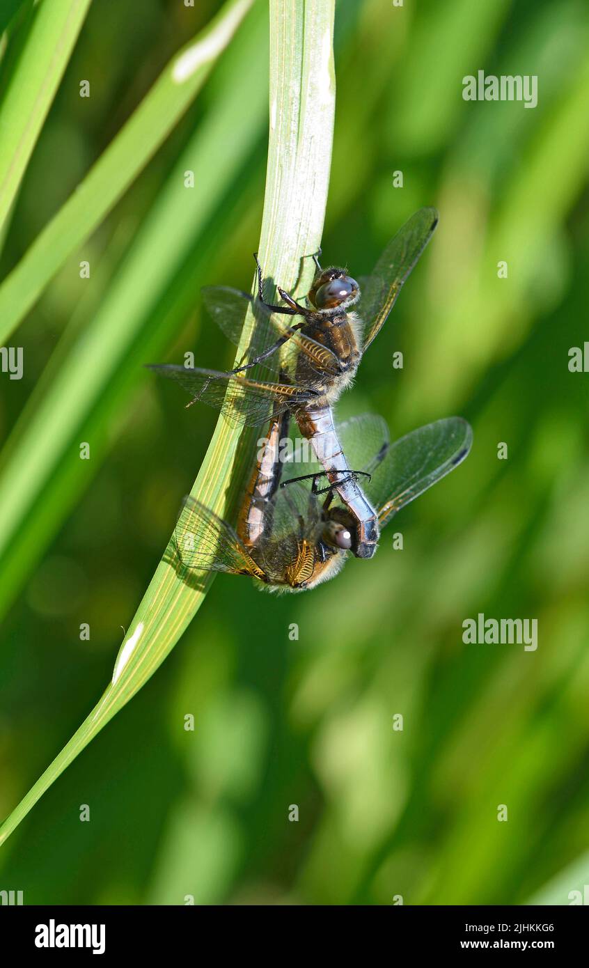 Scarce Chaser Dragonfly (Libellula fulva) pair mating wheel, Somerset ...