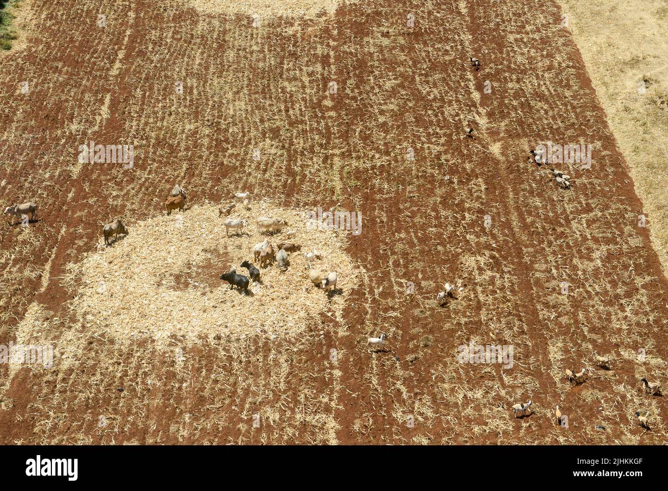 KENYA Marsabit, drought, Dry empty maize field with cattle searching ...