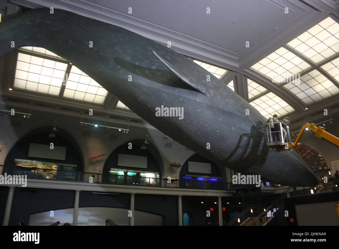 New York, USA. 19th July, 2022. An American Museum of Natural History ...