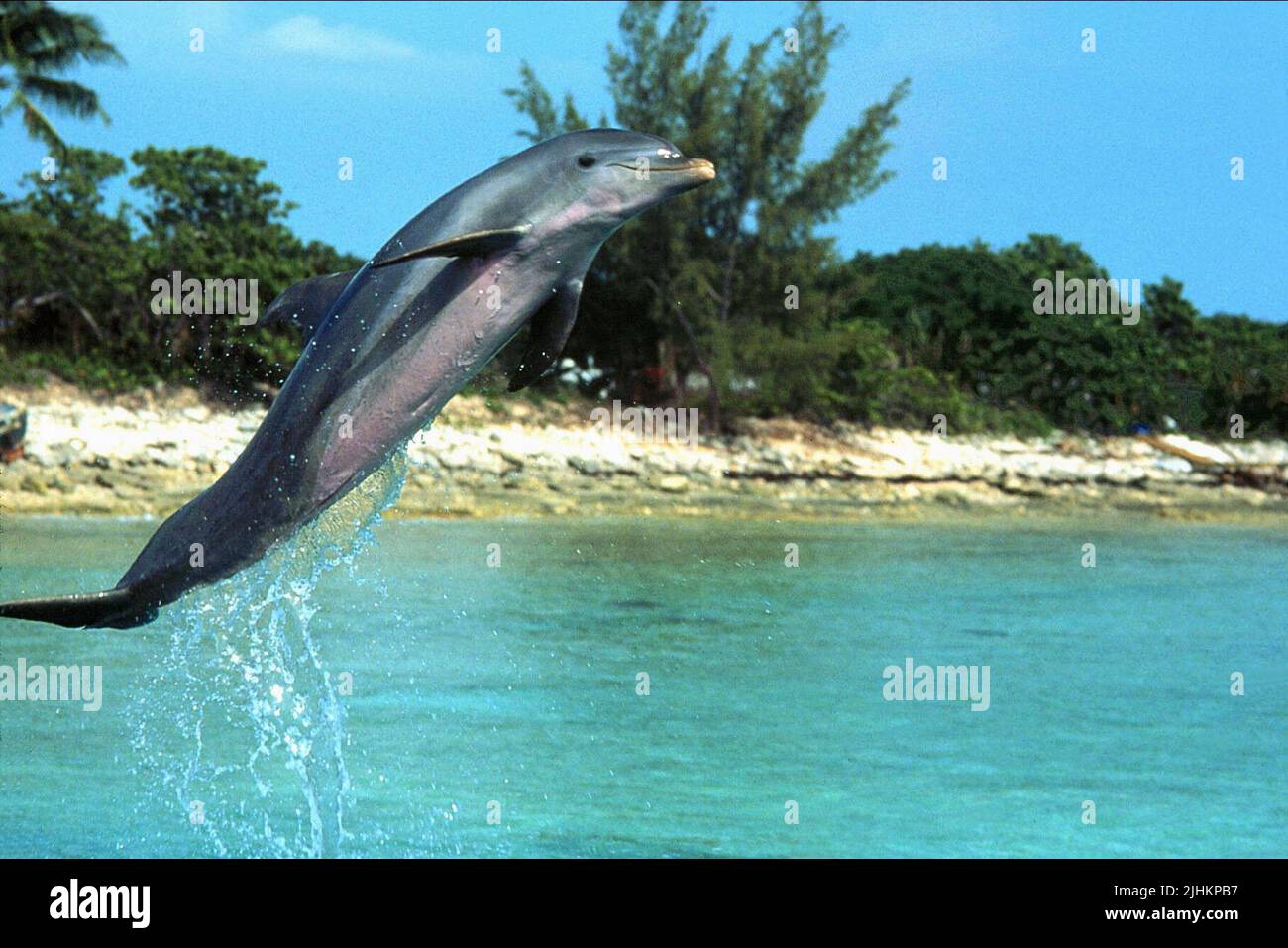 DOLPHIN, FLIPPER, 1996 Stock Photo - Alamy