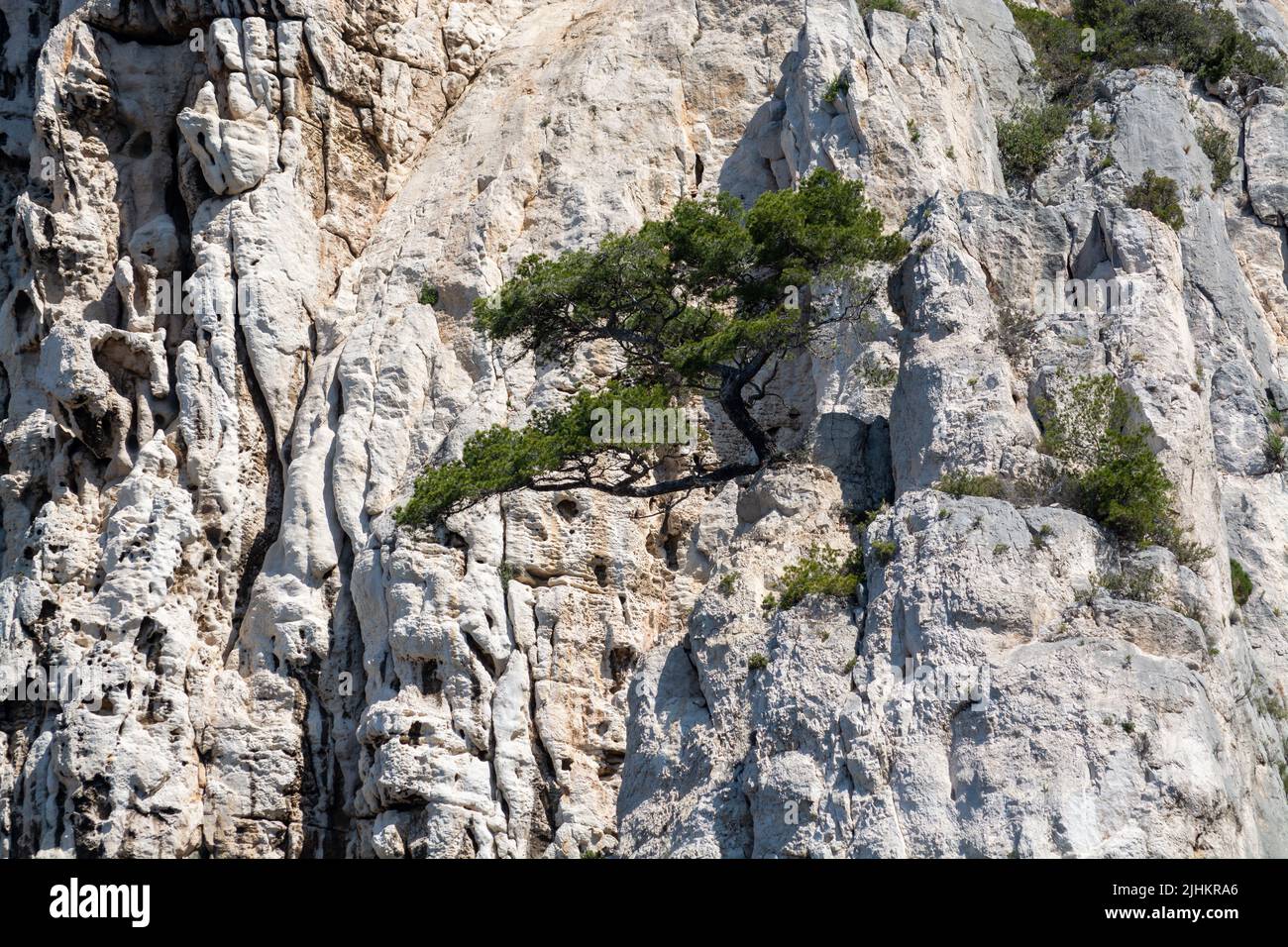 Mediterranean pine trees growing on white limestone rocks and cliffs in ...
