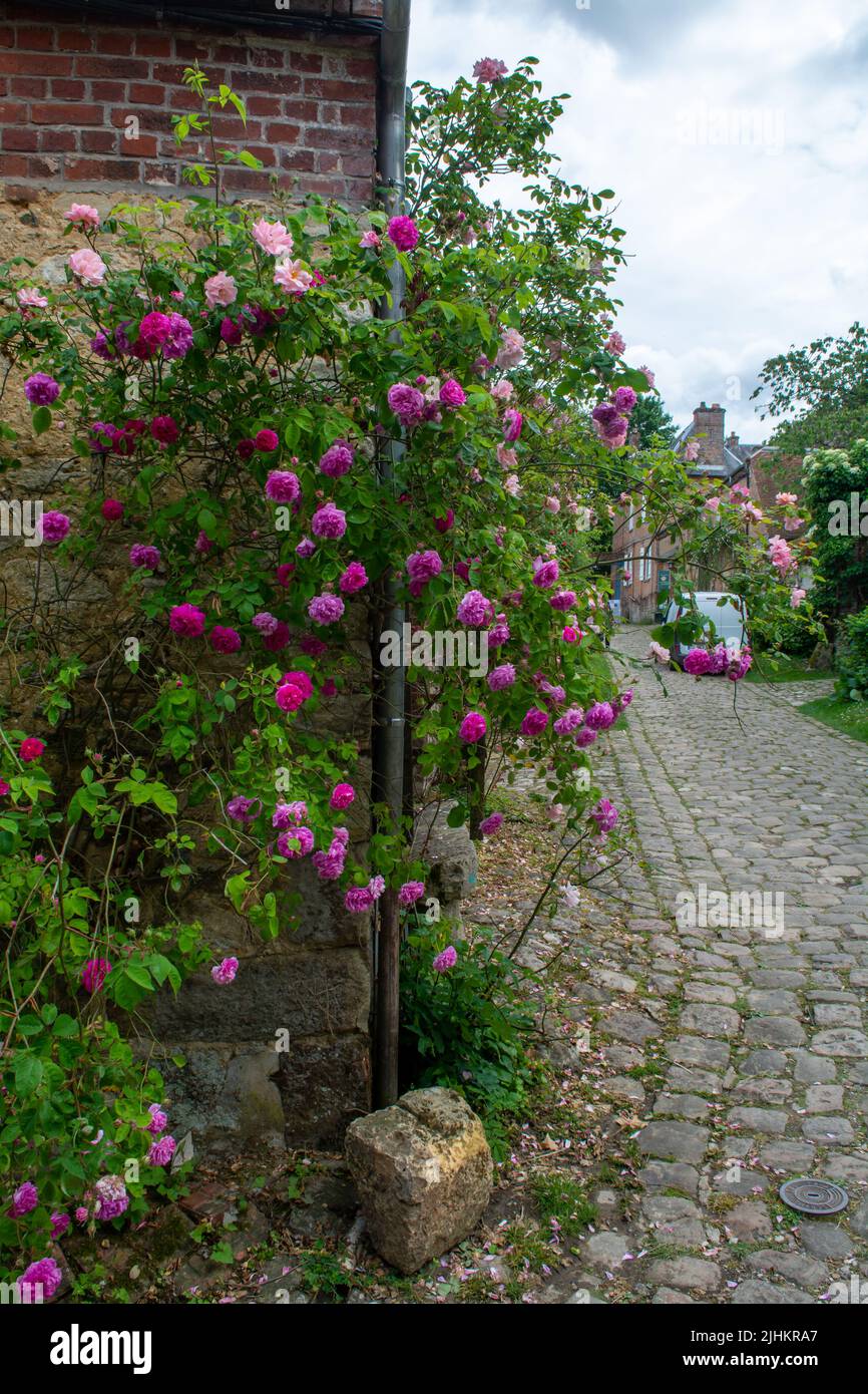Summer blossom of fragrant colorful roses flowers on narrow streets of ...