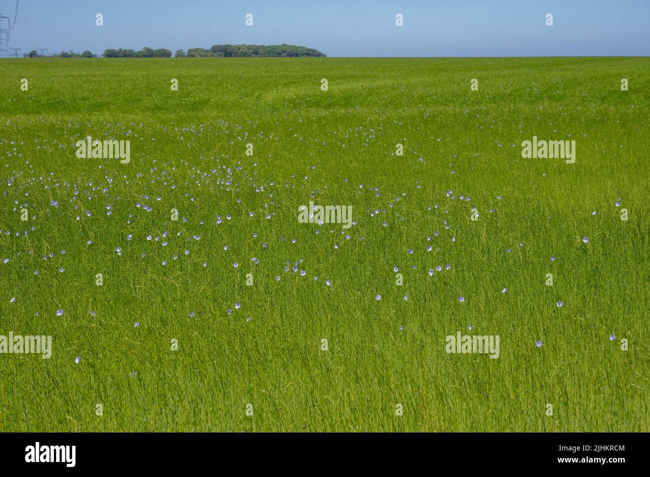 Green fields of flax linen plants in agricultural Pays de Caux region ...