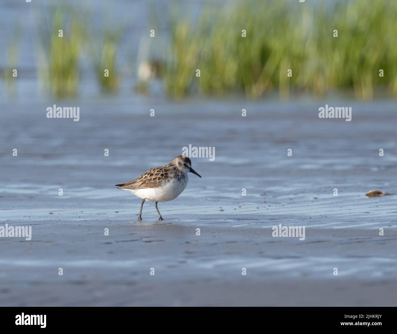 Semi palmated sandpiper hi-res stock photography and images - Alamy