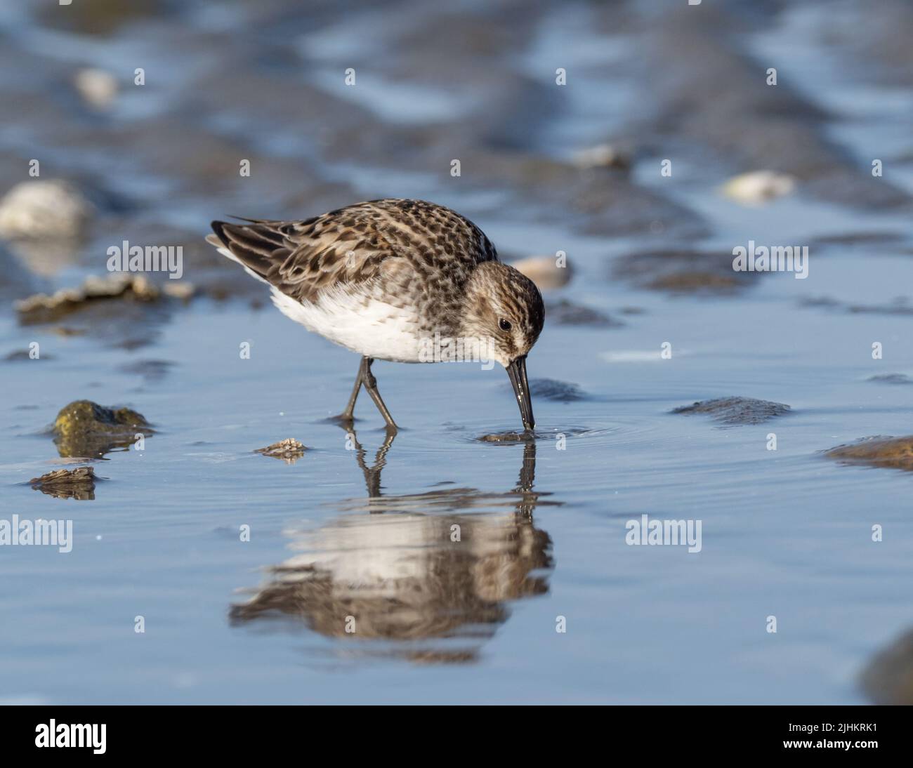 Semi-palmated Sandpiper feeding on beach Stock Photo - Alamy