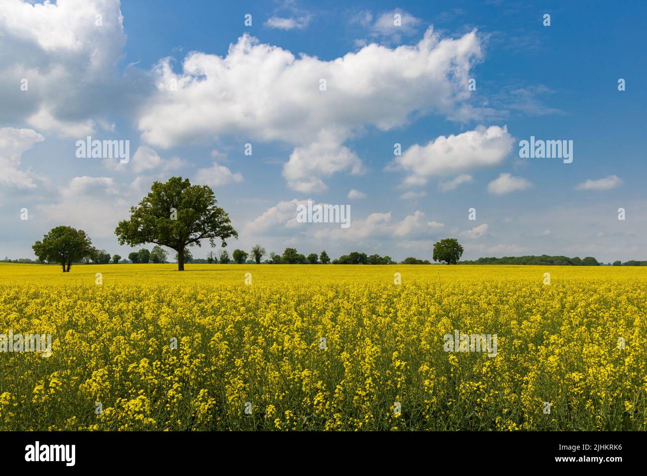 Colorful yellow agricultural filelds iwth blooming canola, rapeseed or ...