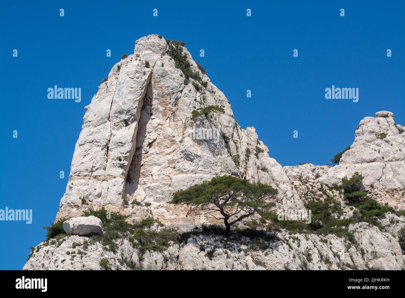 Mediterranean pine trees growing on white limestone rocks and cliffs in ...