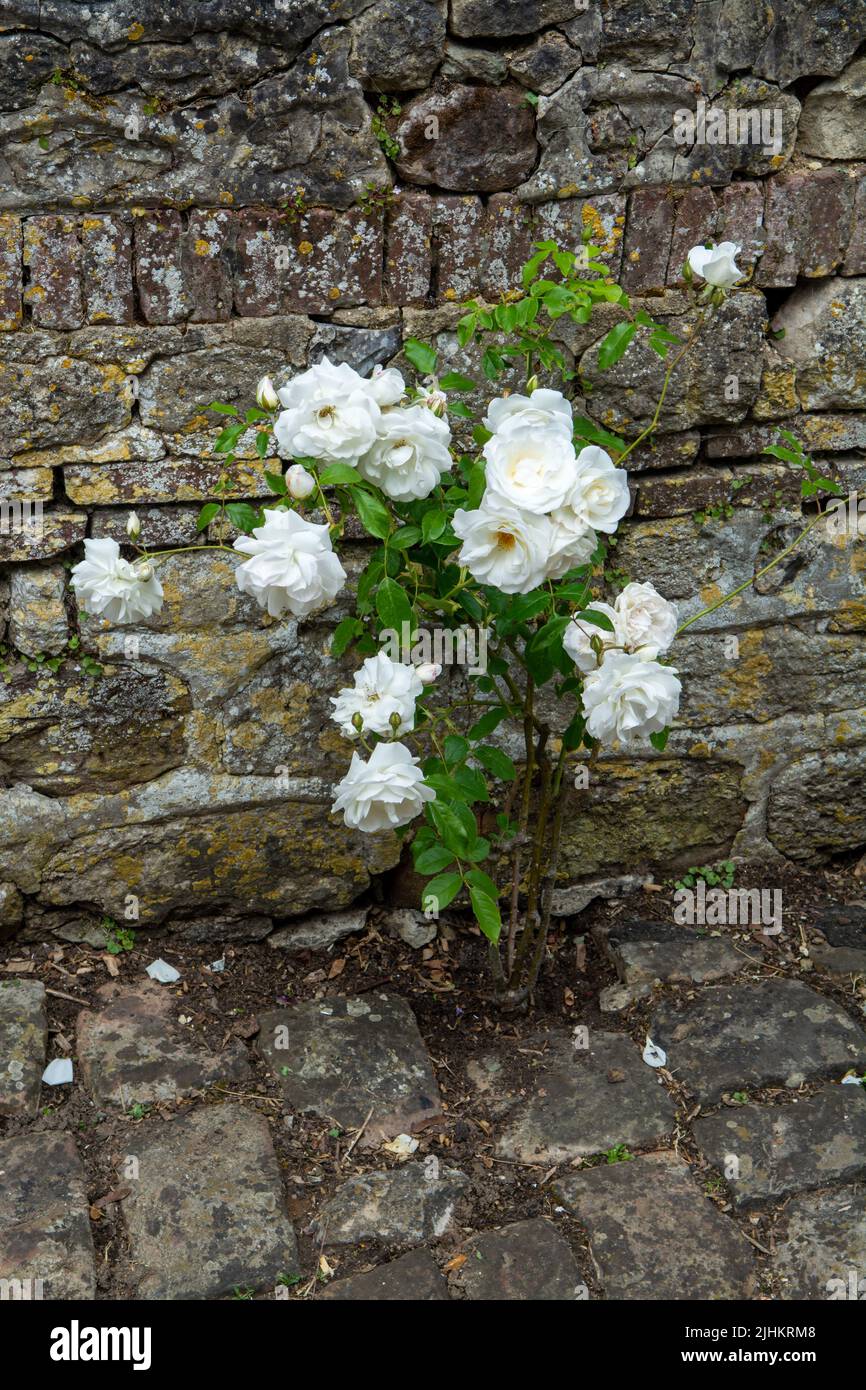 Summer blossom of fragrant colorful roses flowers on narrow streets of ...