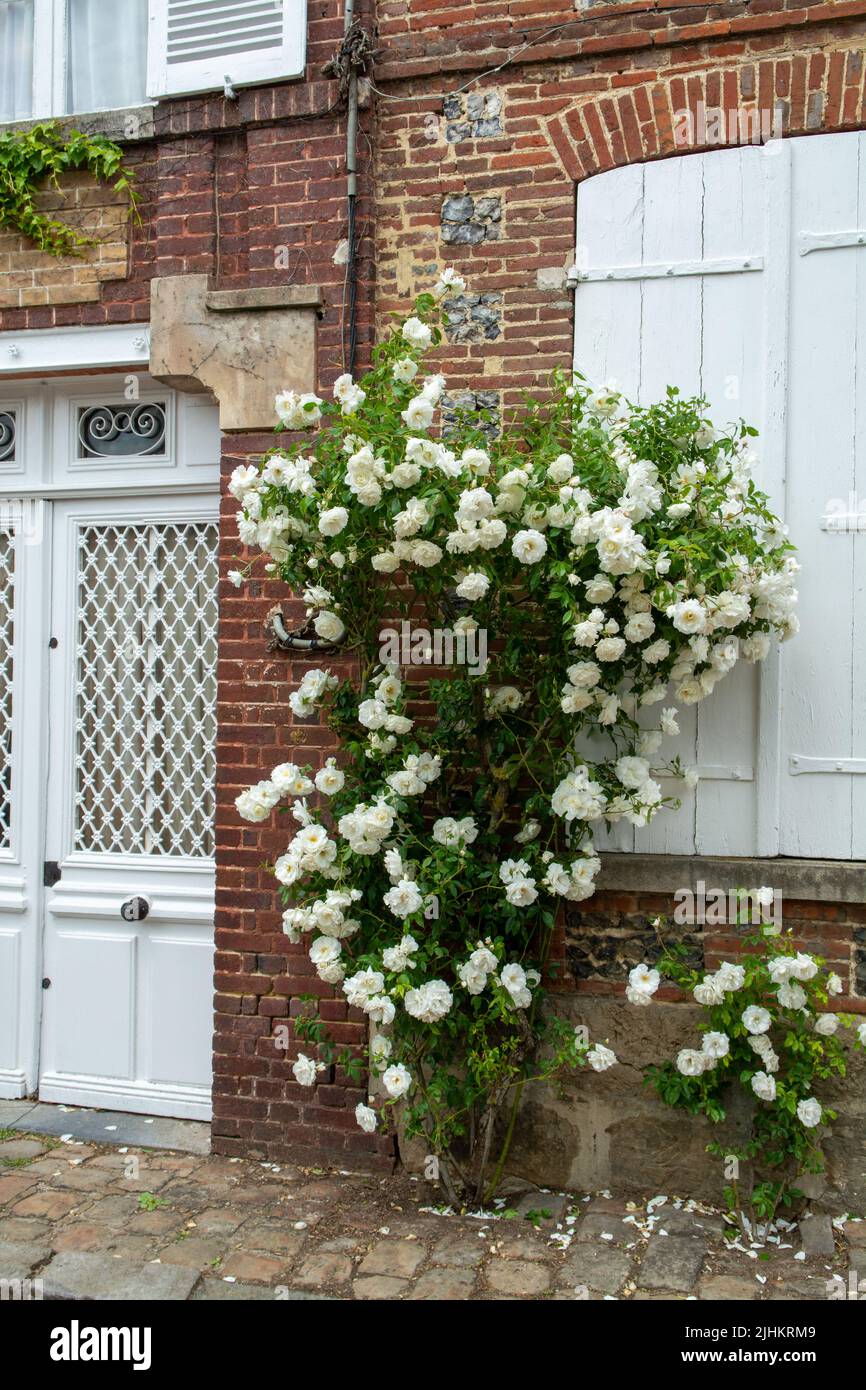 Summer blossom of fragrant colorful roses flowers on narrow streets of ...