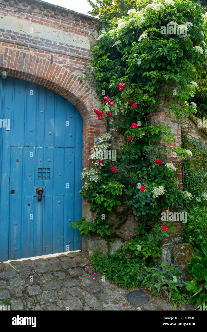 Summer blossom of fragrant colorful roses flowers on narrow streets of ...
