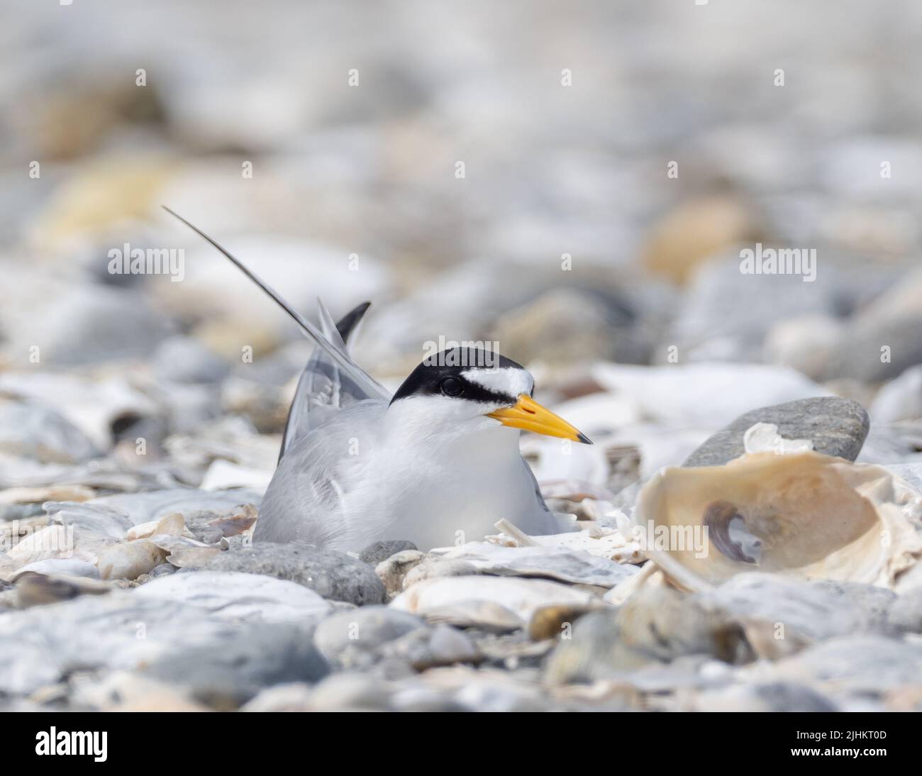 Adult Least Tern on shingle beach Stock Photo - Alamy
