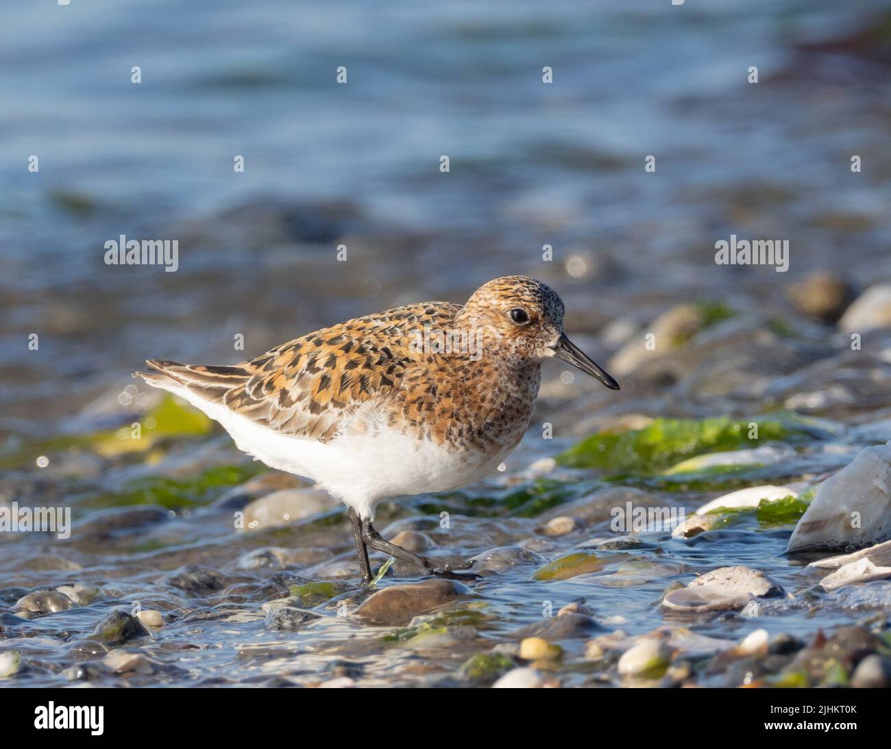 Summer plumage Sanderling on beach Stock Photo - Alamy